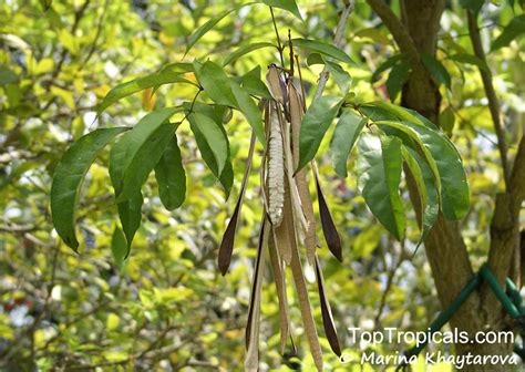Newbouldia Laevis African Border Tree Top Tropicals Plant Encyclopedia