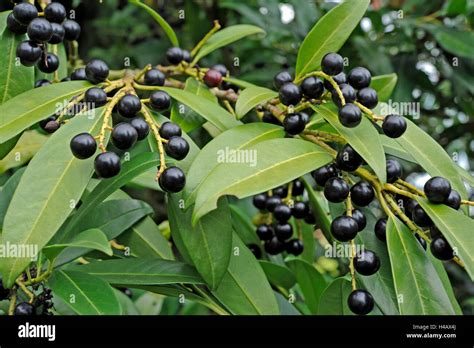 Are All Laurel Plants Poisonous At Kenton Williams Blog