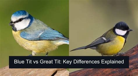 Blue Tit Vs Great Tit Key Differences Explained Binocular Base