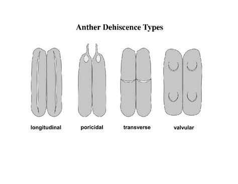 Morphology Of Flower Morphology Of Flower Pdf