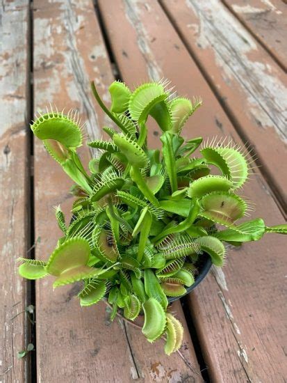 15 Spooky Plants For Halloween Balcony Garden Web