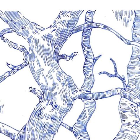 The Twisting Pine Fountain Pen Ink Drawing