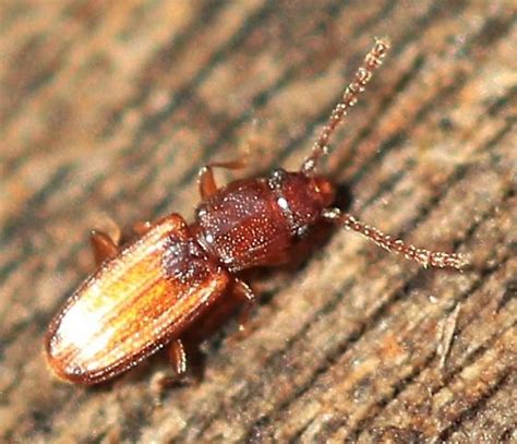 Small Flat Reddish Brown Beetle Placonotus Zimmermanni Bugguidenet