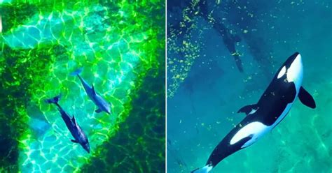 Dos Orcas Y 12 Delfines Abandonados En Un Parque Marino Clausurado En Francia Enfrentan Un