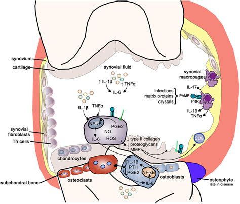 Inflammatory Pathways In Osteoarthritis Inflammatory Pathways Use The