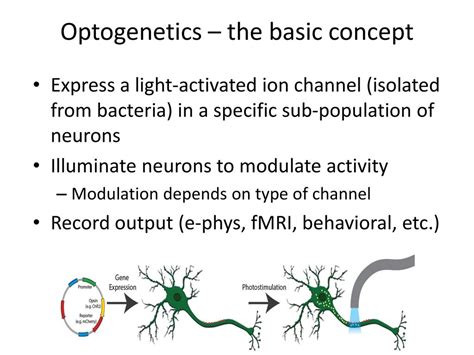 Optogenetics The Basic Concept Ppt Download