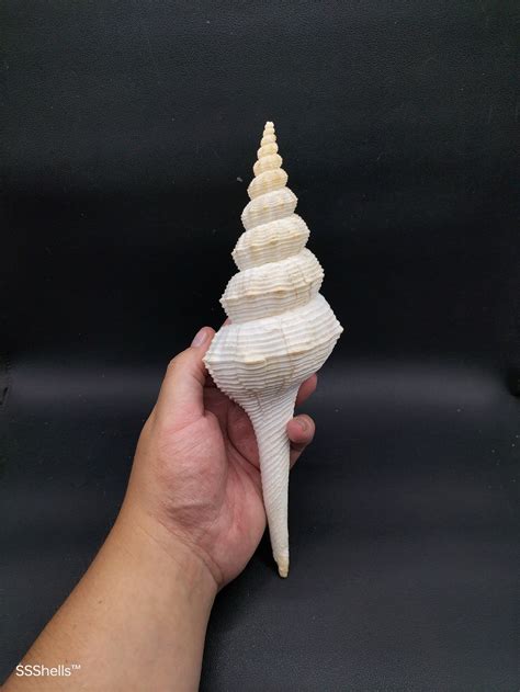 Giant Australian Fusinus Undatus 7475 She Sells Shells