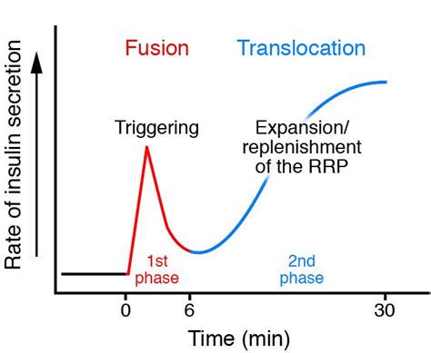 Jci Rab27a A New Face In β Cell Metabolism Secretion Coupling