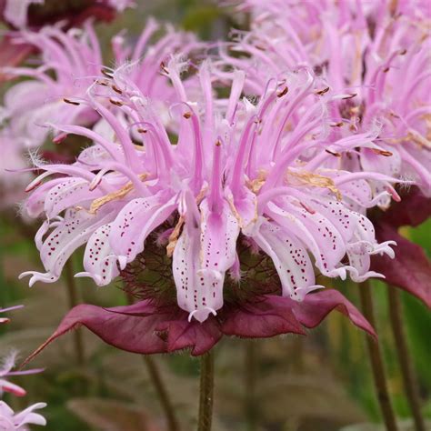 Monarda Bradburiana Ozark