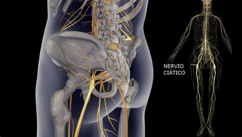 Estructuras Que Pasan Por El Agujero Ciático Mayor