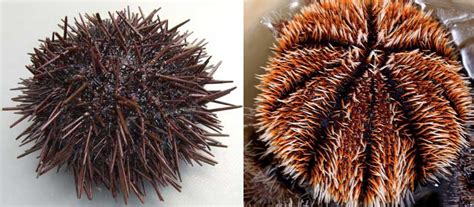 Con Nhum Biển Là Gì Công Dụng Của Nhum Biển Và Cách Sơ Chế Nhum Biển