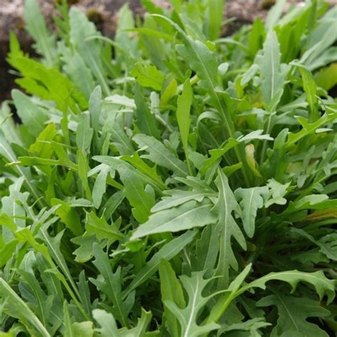 Рукола Грація Розквітай