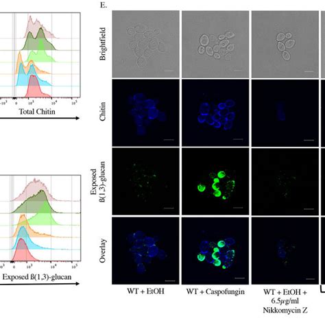 Nikkomycin Z Treatment Attenuates Caspofungin Induced Unmasking In