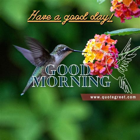 25 Beautiful Good Morning Hummingbird Images With Quotes And Greetings 2023 Quotesx