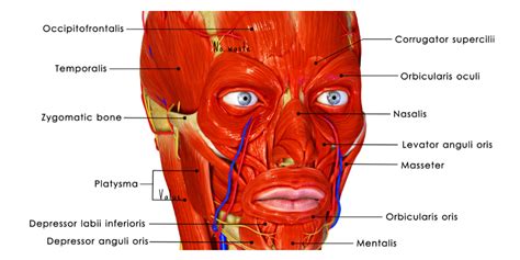Anatomia I Miologia Musculos De La Cara Y Cuello Youtube