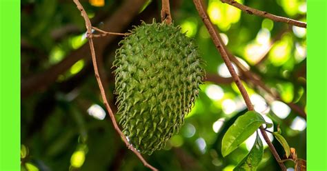 How To Plant Soursop A Step By Step Guide