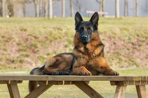 West German Shepherd History Temperament And Care Anything German
