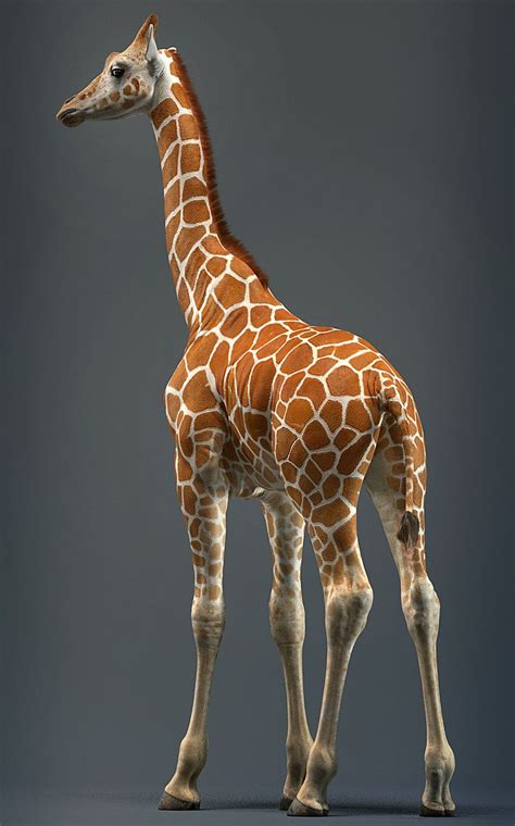 Giraffe 3D Model | Giraffe, 3d model, Animation