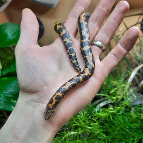 Kenyan Sand Boa Care Guide Reptile Cymru