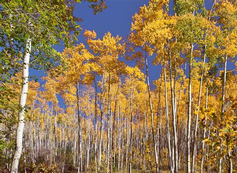 Aspen Trees Autumn Sante · Free Photo On Pixabay