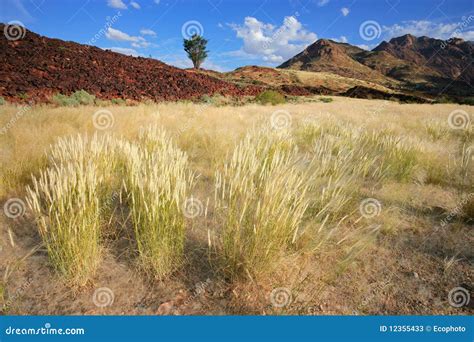 Grassland Landscape Namibia Stock Image Image Of Wilderness
