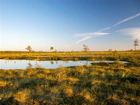 Landscape In The Swamp Small Swamp Lakes Mosses And Swamp Pines Stock
