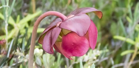 Flowers In Pitcher Plants At Mary Chute Blog