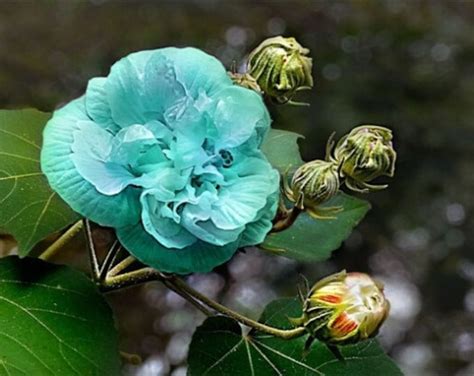 20 Hibiscus Mutabilis Flower Seeds Fw97015 7 Etsy