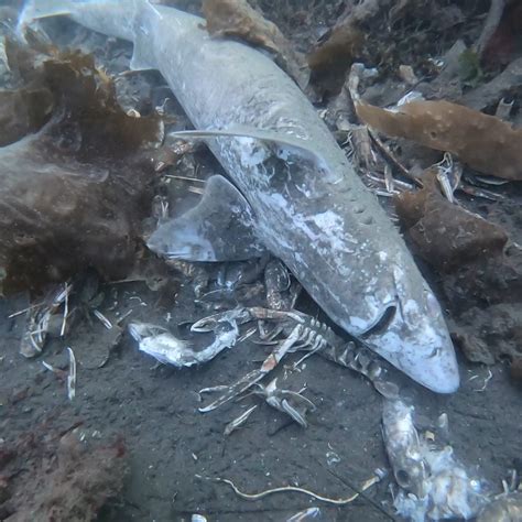 Never Before Seen Footage Of The Bycatch From Nearshore Bottom Trawling