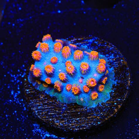 Wwc Bizarro Cyphastrea Coral Livestock