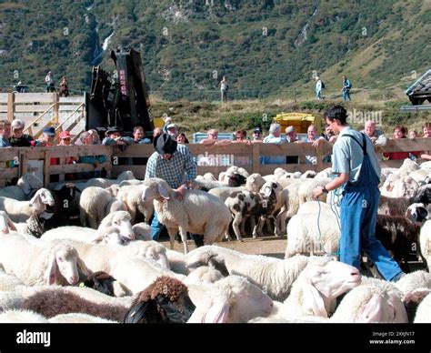 Sheep Farming And Breeding As An Agricultural Business Sheep Farming As