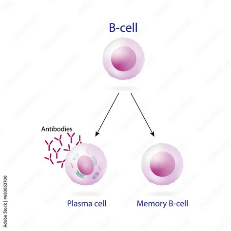 B Cell Leukocytes Plasma Cell And Memory B Cell B Cell