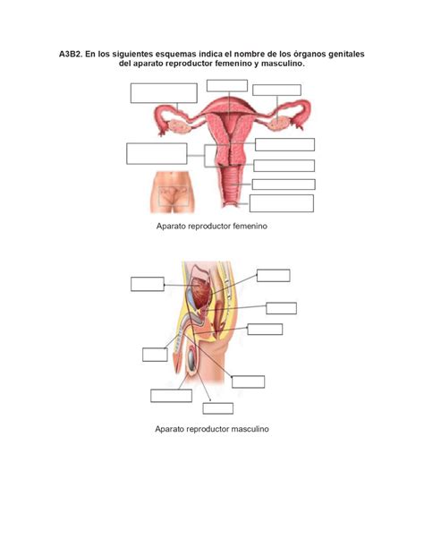 Aparato Reproductor Femenino Sin Nombres