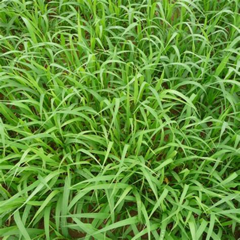 Panico Moha Ferri Sementi