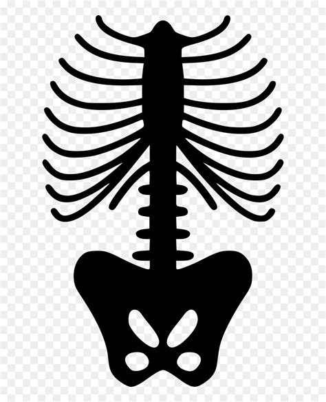 Spine Skeleton Skeleton Rib Cage Pattern Hd Png Download Vhv