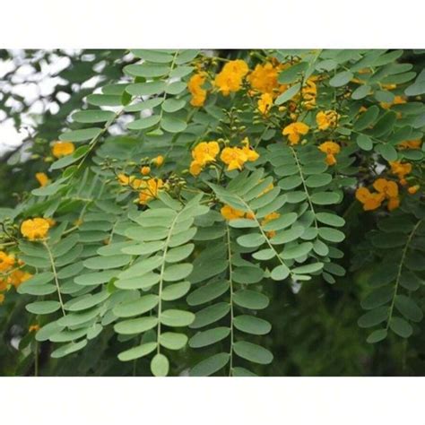 Tipuana Tree Seeds Rosewood Tipa Pride Of Bolivia Yellow Jacaranda Shein Uk