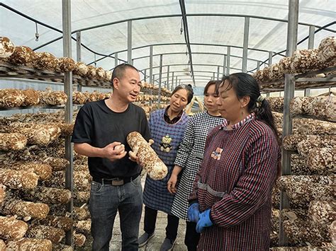 义龙新区万屯食用菌种植基地：25万棒香菇迎丰收 产销两旺工人菌棒技术