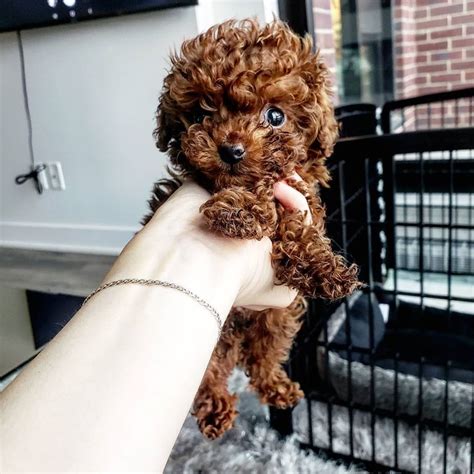 Teacup Poodle
