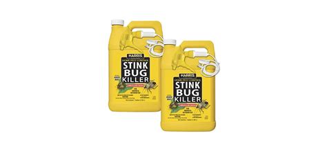 How To Get Rid Of Stink Bugs Fox31 Denver
