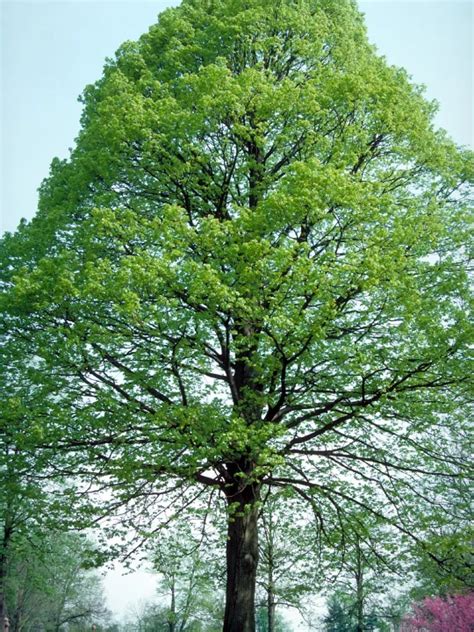 Tilia Americana American Linden Basswood Van Den Berk Nurseries