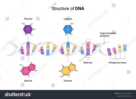 Sugar In Dna