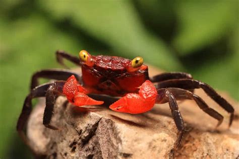 What Do Vampire Crabs Eat