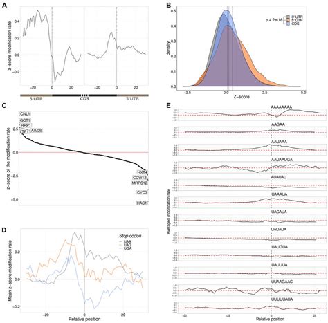 Mrna Accessibility And Features A Metaplot Of The Genes Over