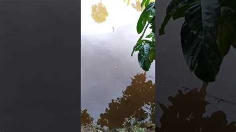 Mancing Cewek 1 Youtube