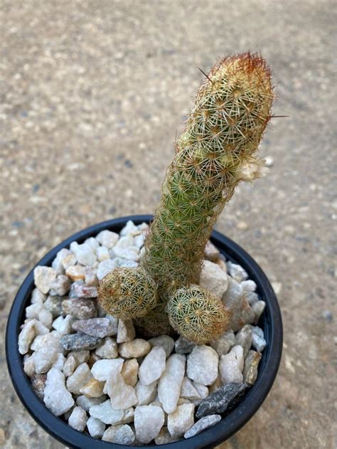 Blursed Dildo Rblursedimages