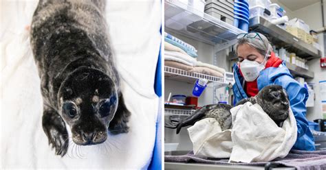 Premature Harbor Seal Pup Rescued Near Kenai Now In Care At Sealife
