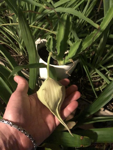 Is This A Corps Flower R Houseplants