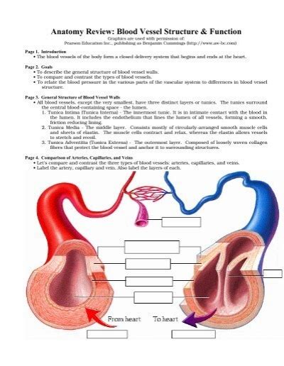 Anatomy Review Blood Vessel Structure And Function