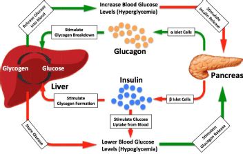 Hypoglycemia Diagram