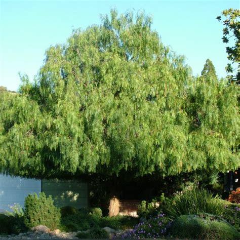California Pepper Tree Arizona